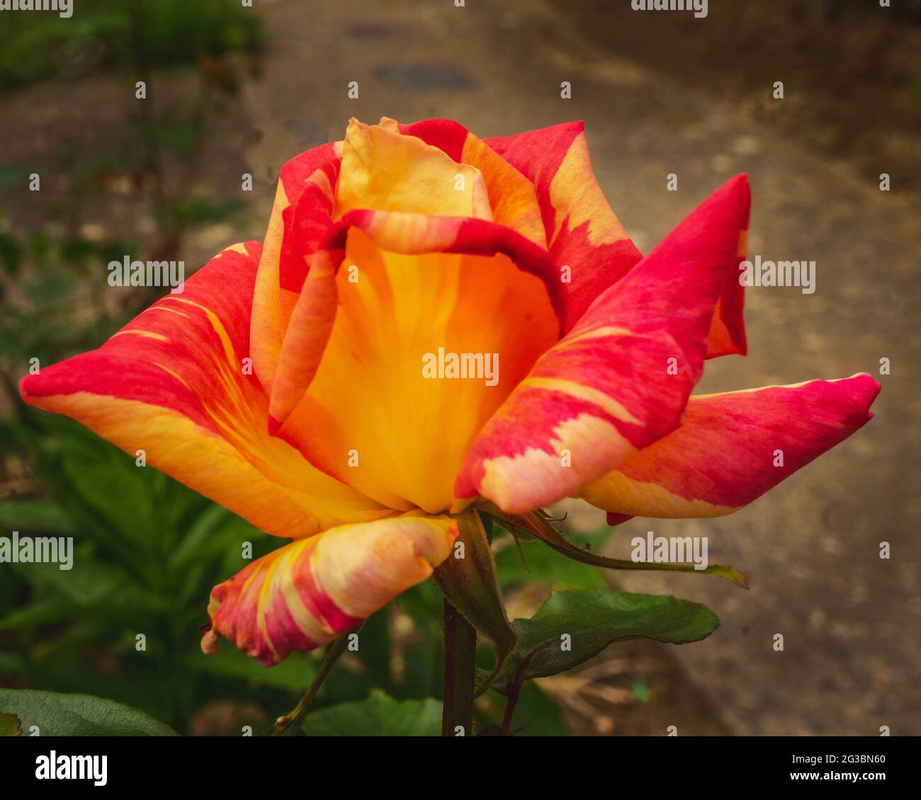 Roses burst hi-res stock photography and images - Alamy