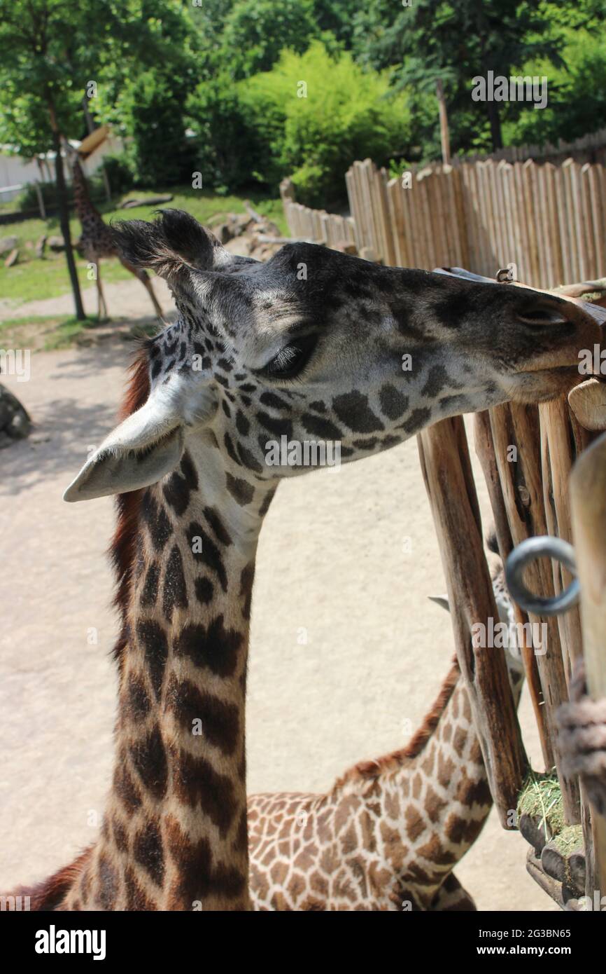 Giraffe- Closeup of a giraffe feeding encounter at the Cincinnati Zoo ...