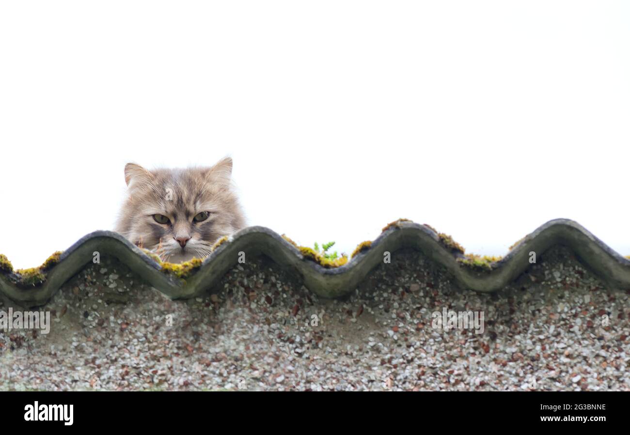 Cat peering from garage roof Stock Photo - Alamy