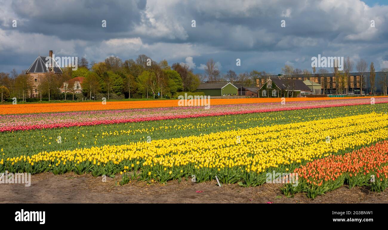 Dever castle in dutch city of Lisse with tulip fields of various ...