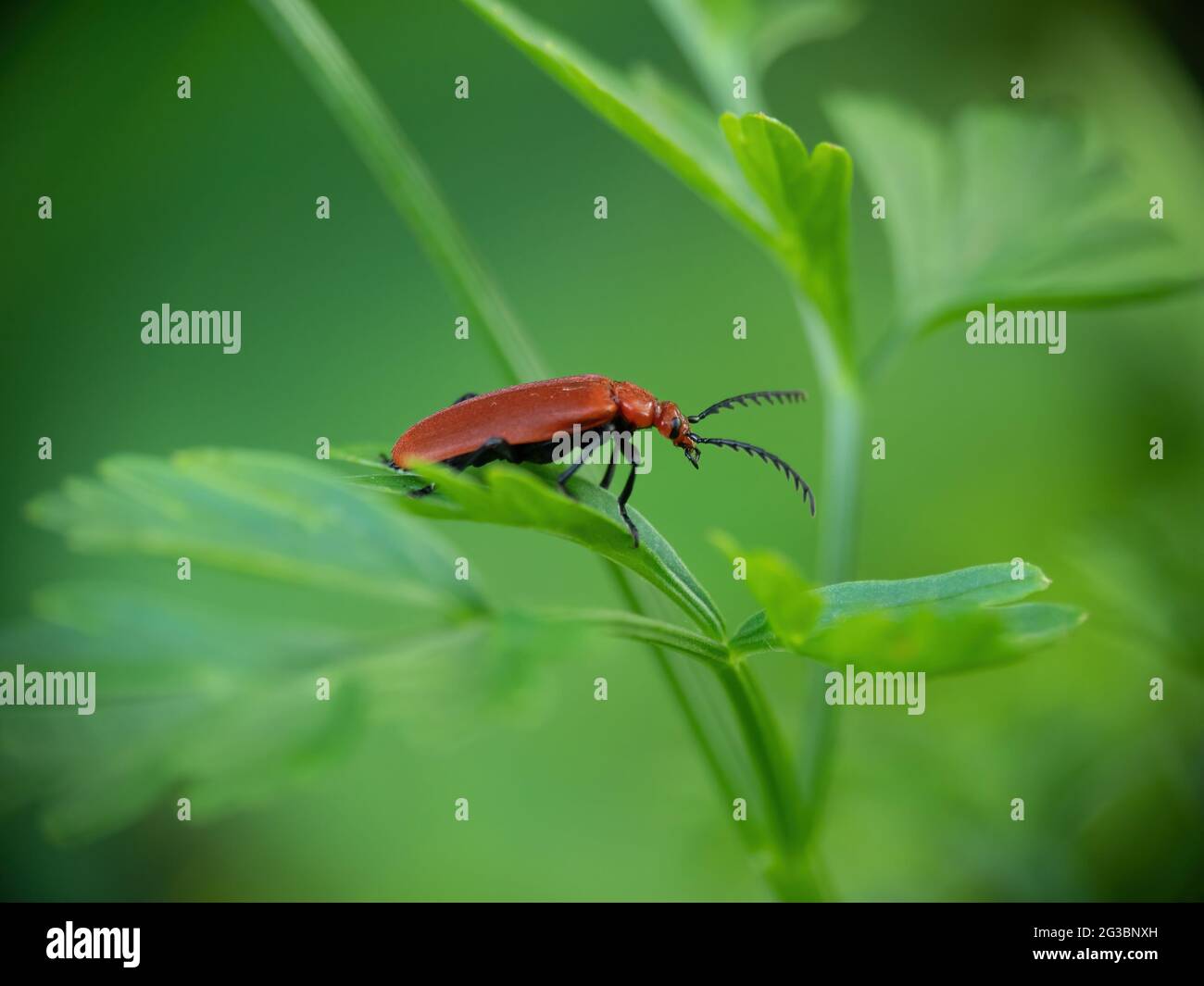 Pyrochroa serraticornis aka Red headed cardinal beetle, on leaf. NB ...