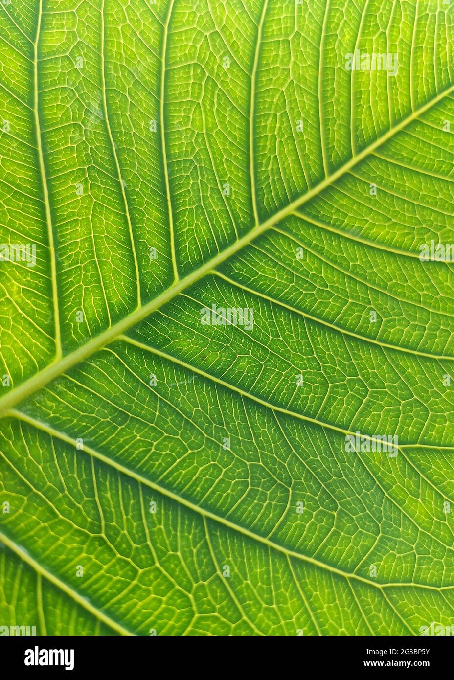 Sunlight passing through a leaf Stock Photo - Alamy