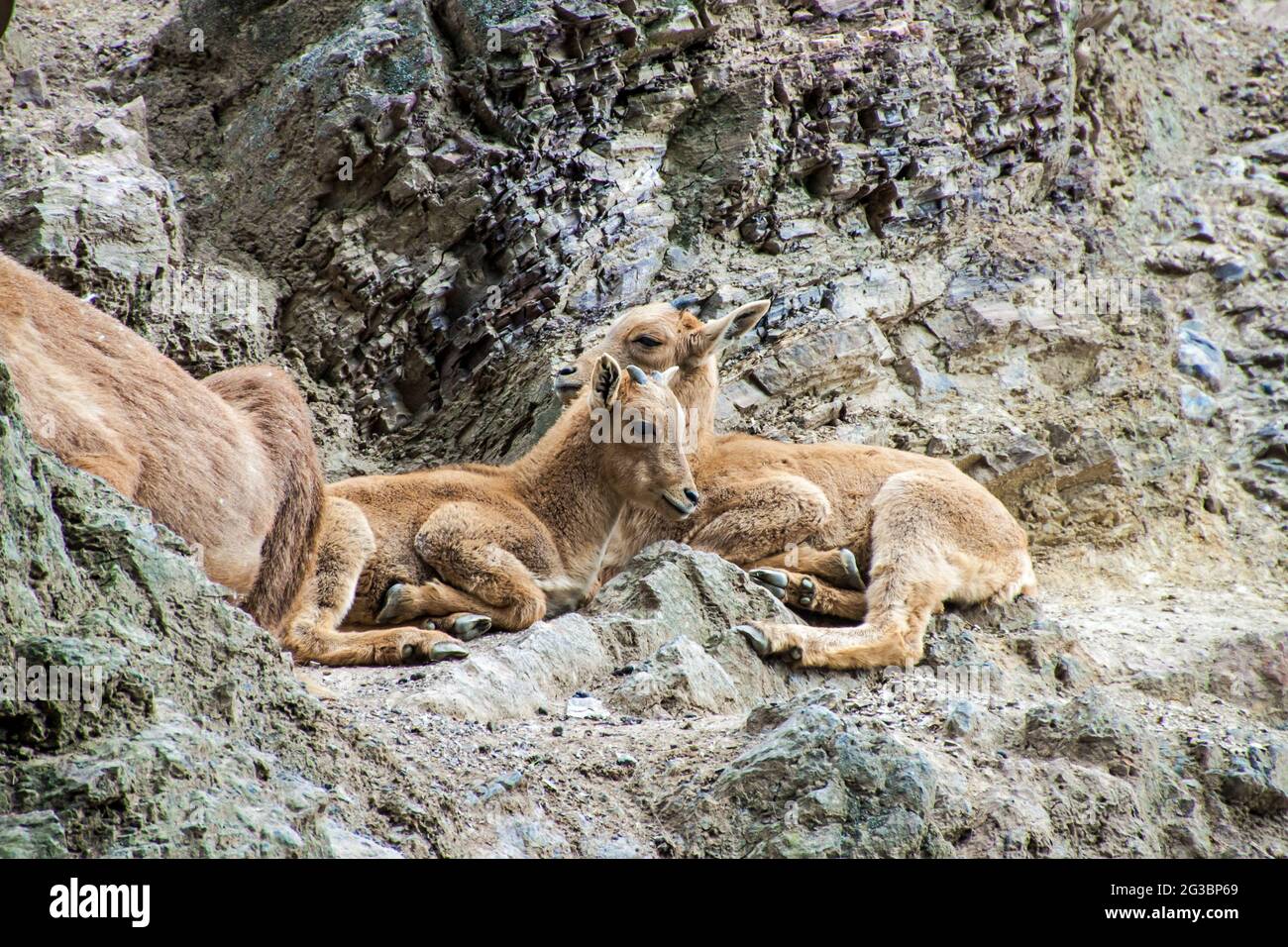 The barbary sheep (Ammotragus Lervia) in Prague zoo Stock Photo - Alamy