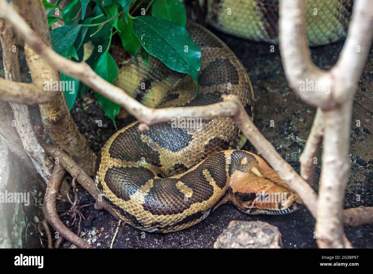 Python teeth hi-res stock photography and images - Alamy