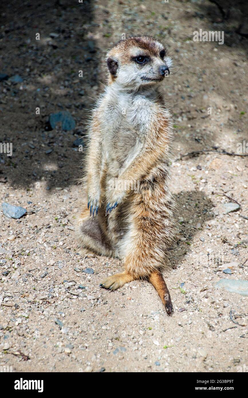 Suricata suricatta suricatta hi-res stock photography and images - Alamy