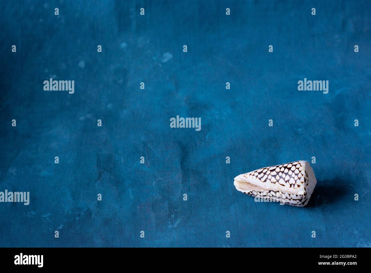 Black Cone on a blue background. Conus Marmoreus. Shell With White ...
