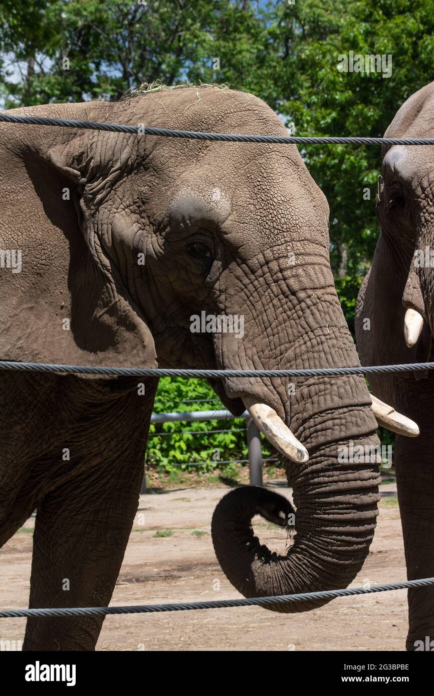 Elephant fence hi-res stock photography and images - Alamy
