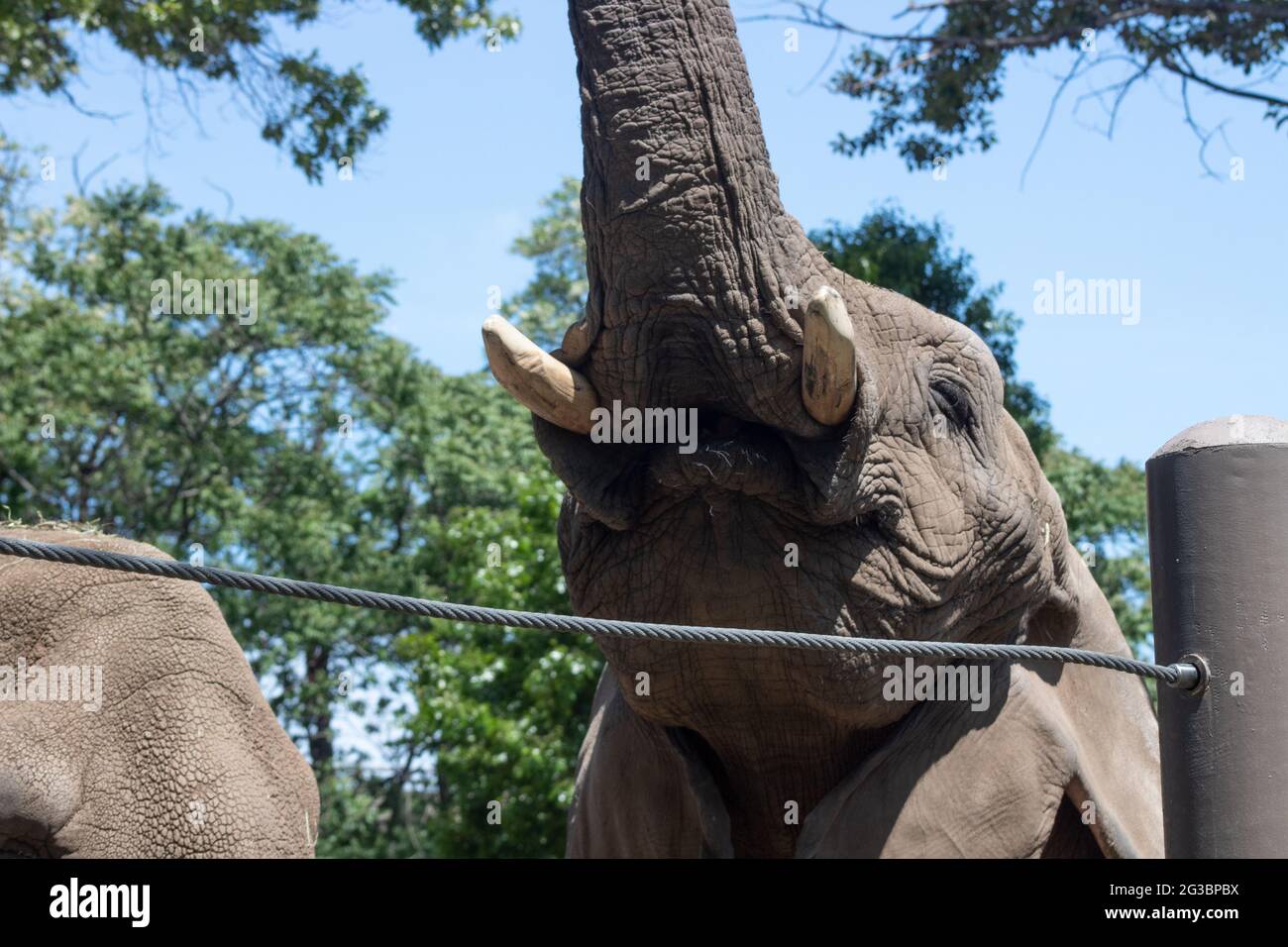 Elephant- Close up of an elephant eating from the feeder at the Roger ...