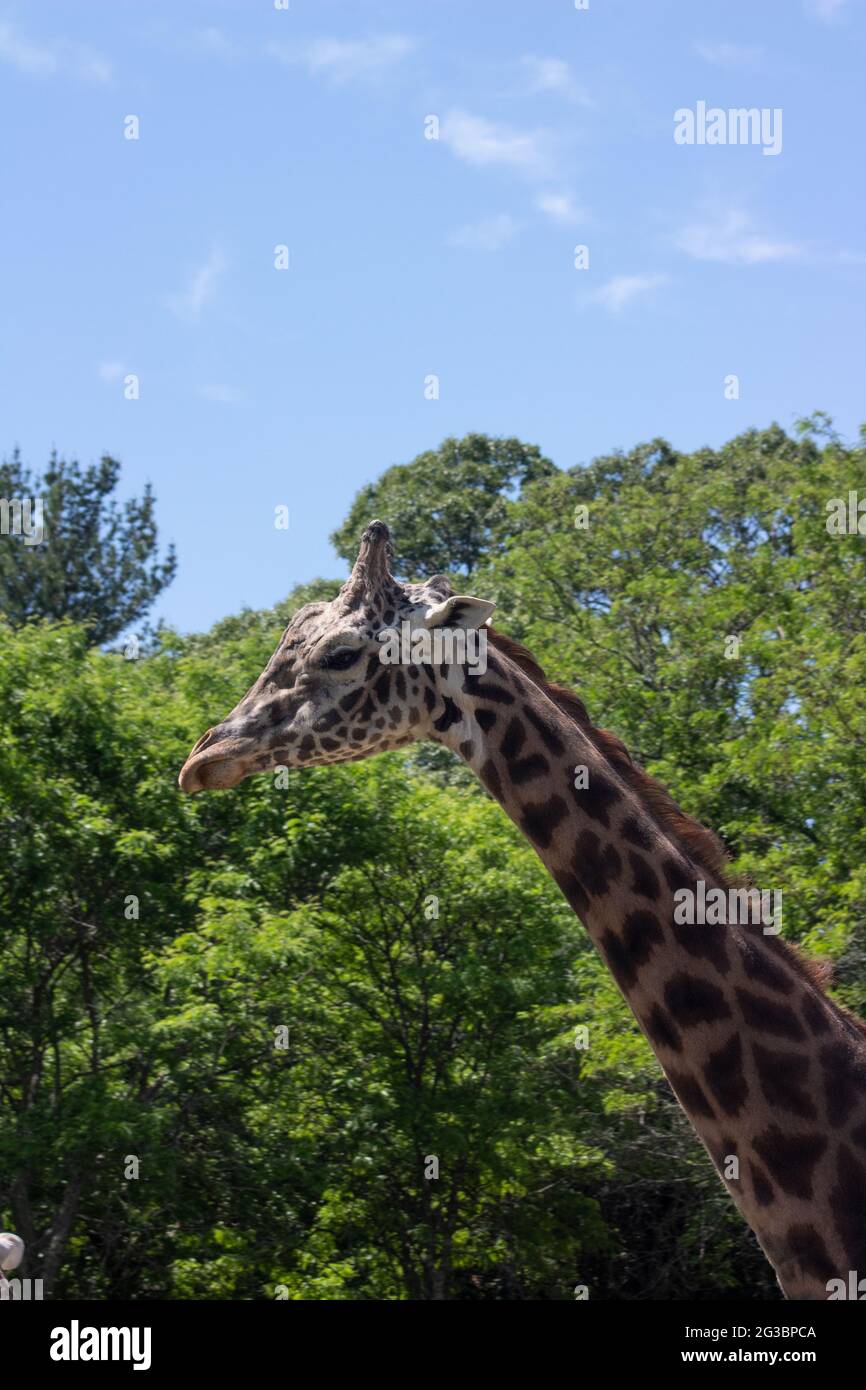 Giraffe- Roaming the savannah at the Roger Williams Park Zoo in Rhode ...