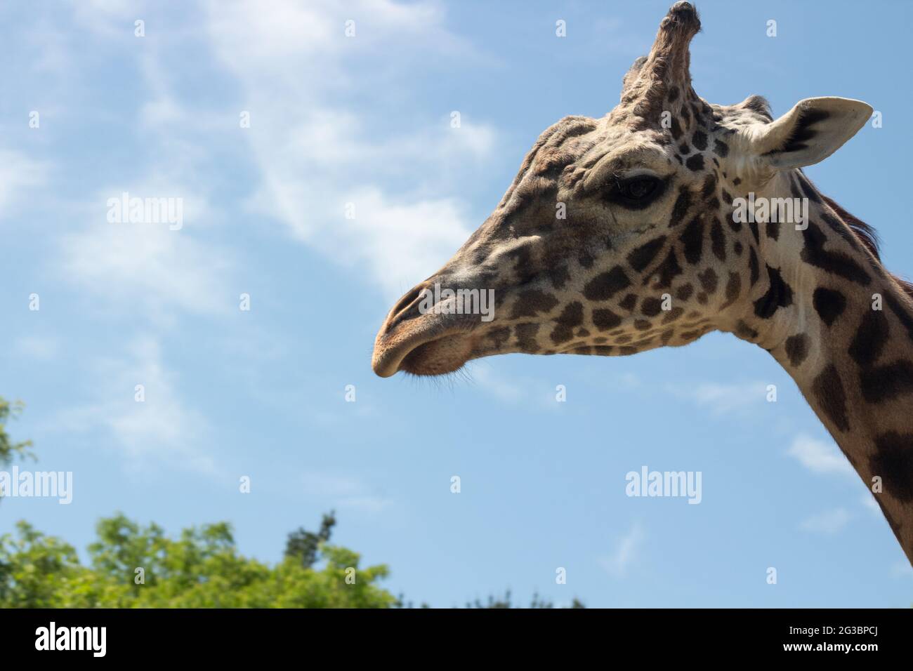 Giraffe- Closeup of a giraffe at the Roger Williams Park Zoo in Rhode ...