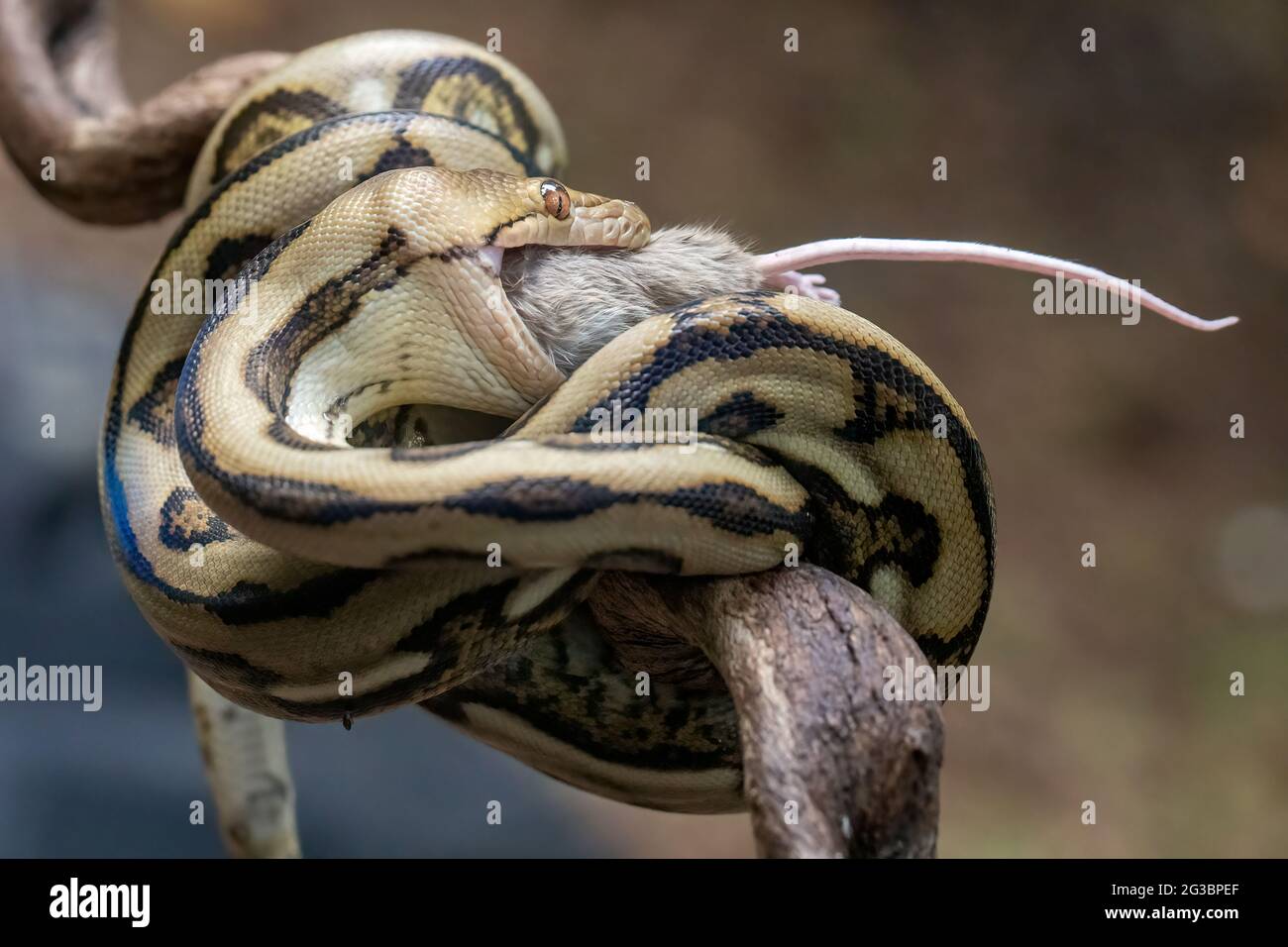 The snake trapped and crushed the innocent mouse. BEKSAI, INDONESIA ...