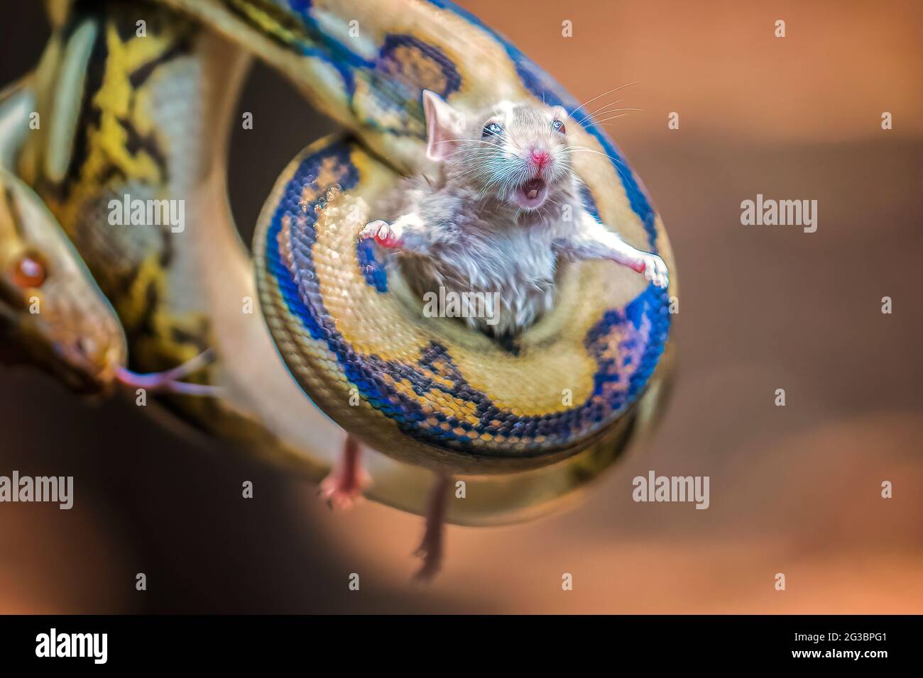 Pleading for mercy hi-res stock photography and images - Alamy