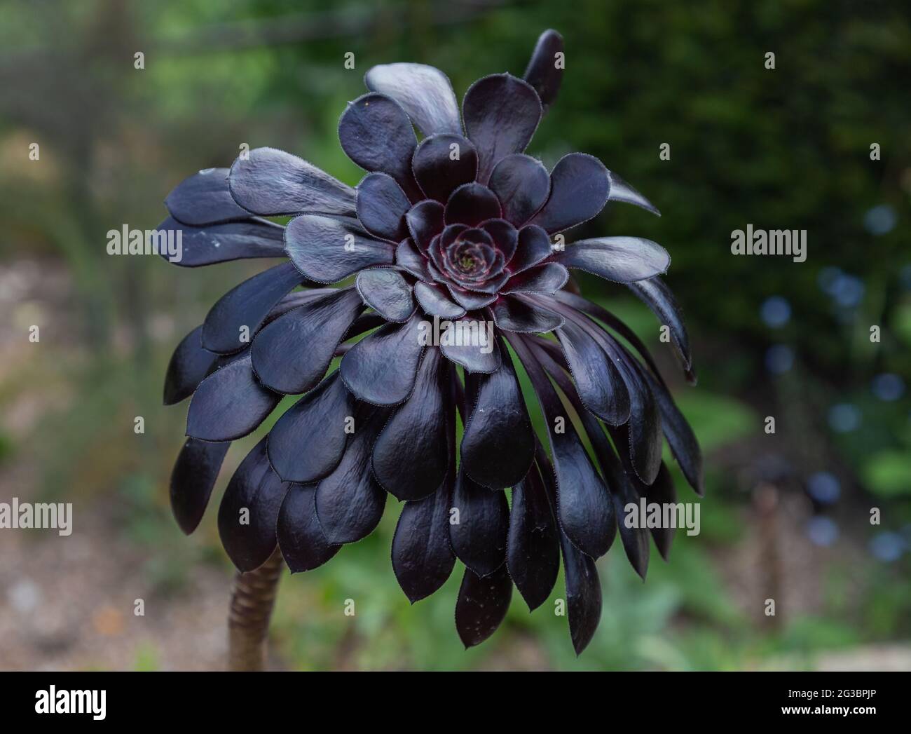 Aeonium 'Schwartzkopf'. Also known as tree houseleek Stock Photo - Alamy