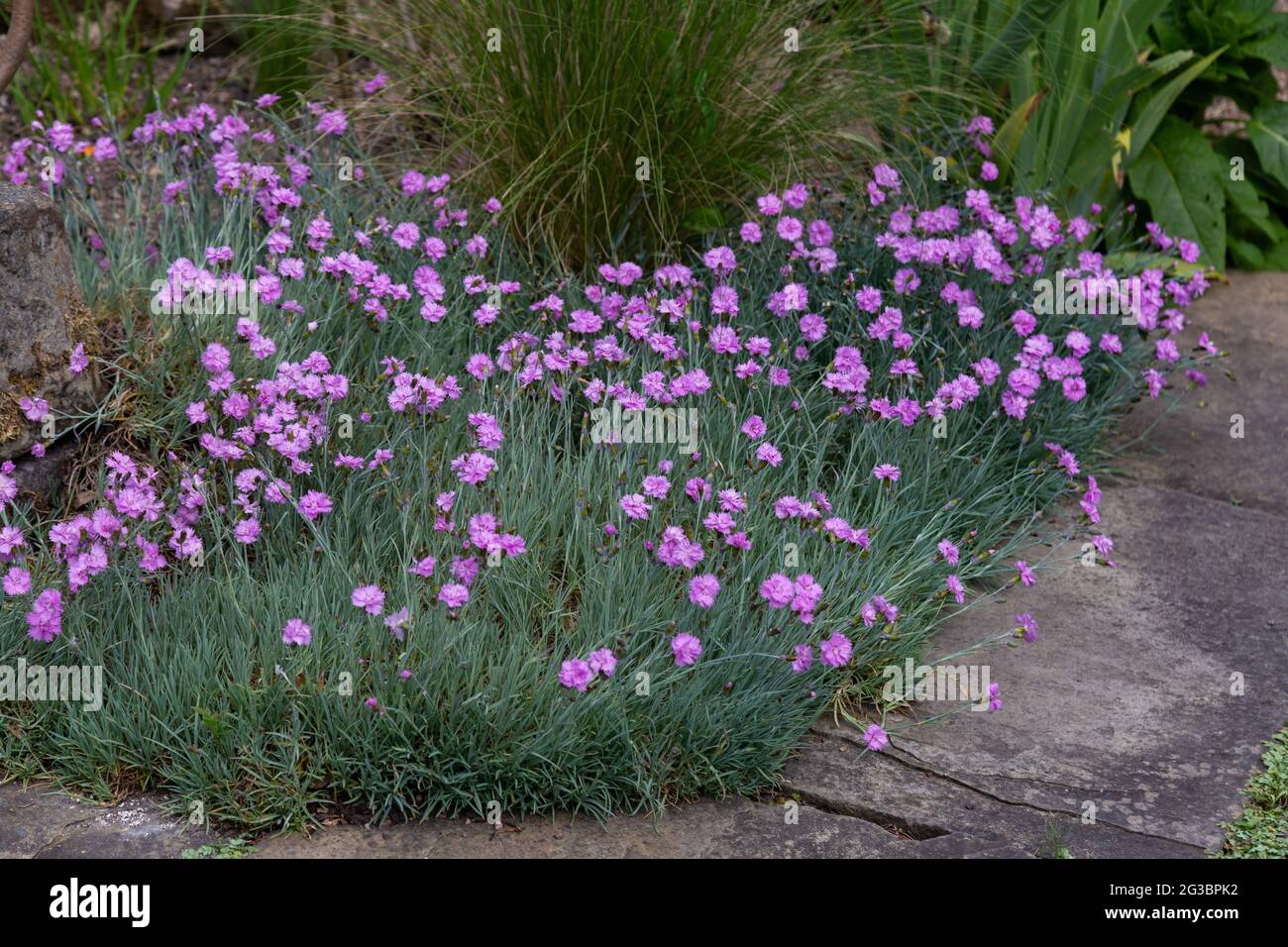 Dianthus (Pinks) edging a garden path in Yorkshire, England. Also known ...