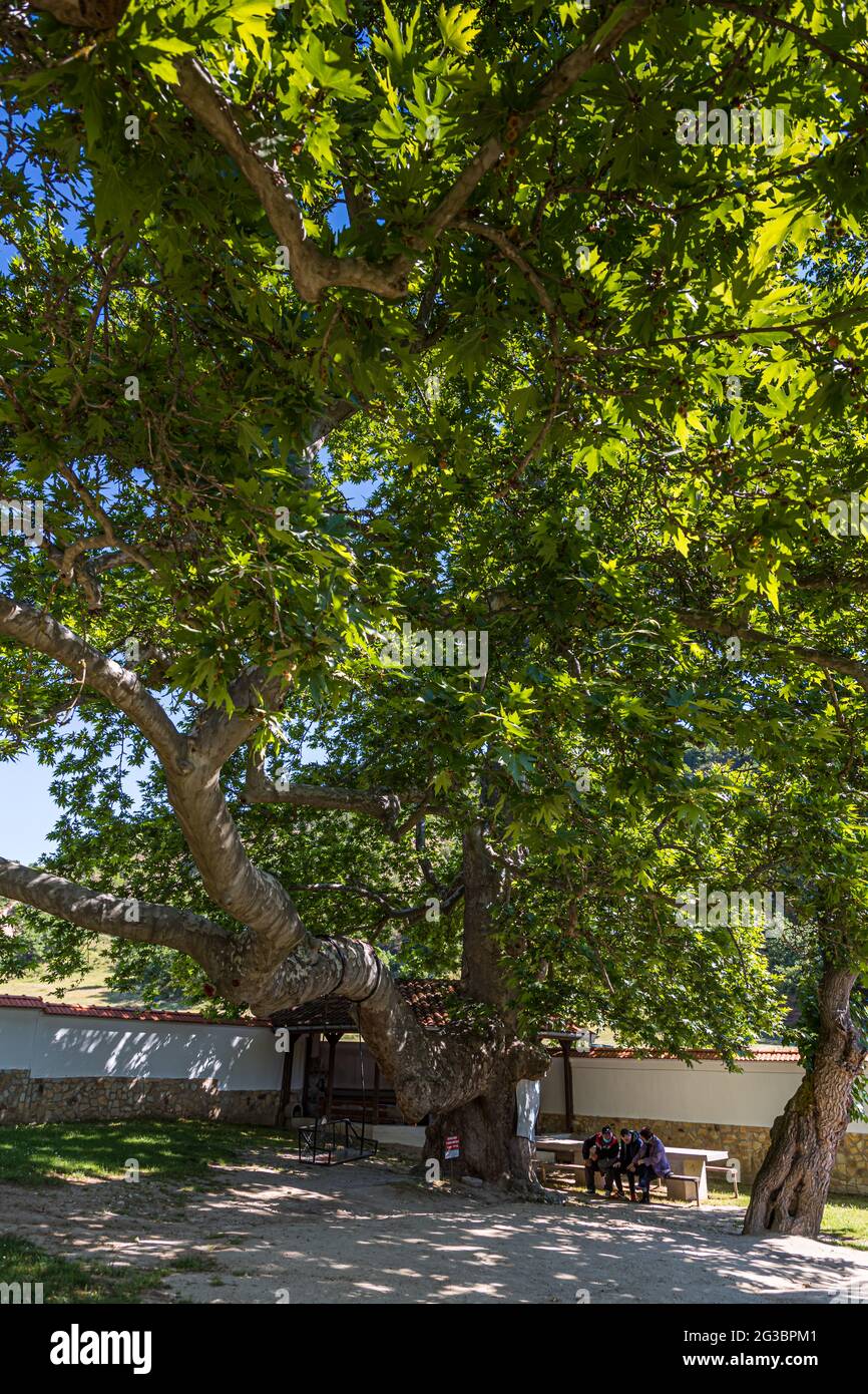 The tall tree in the temple of Reverend Stoyna has not only healing ...