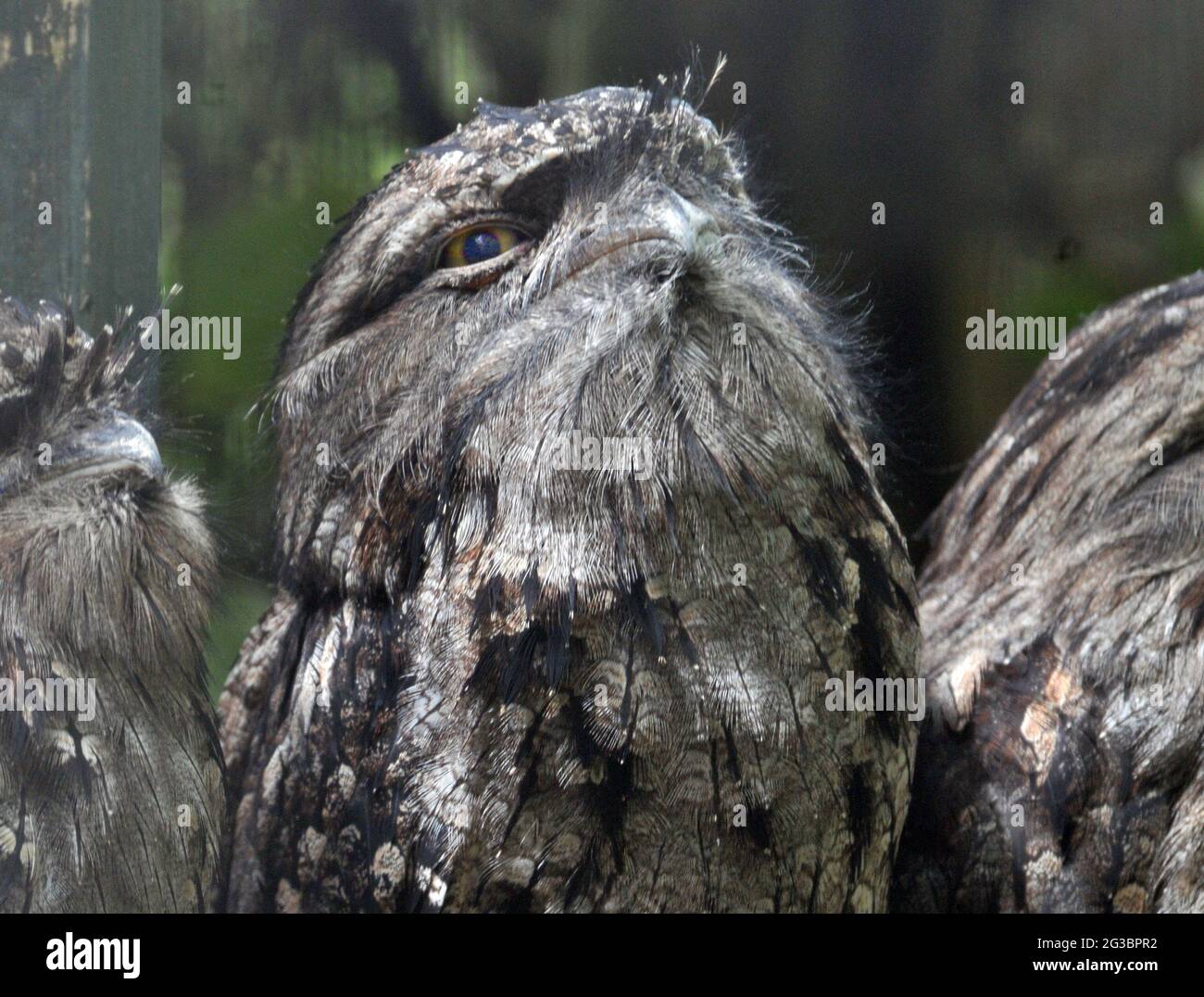 FROGMOUTH, BIRDWORLD, FARNHAM, SURREY, PIC MIKE WALKER 2021 Stock Photo ...