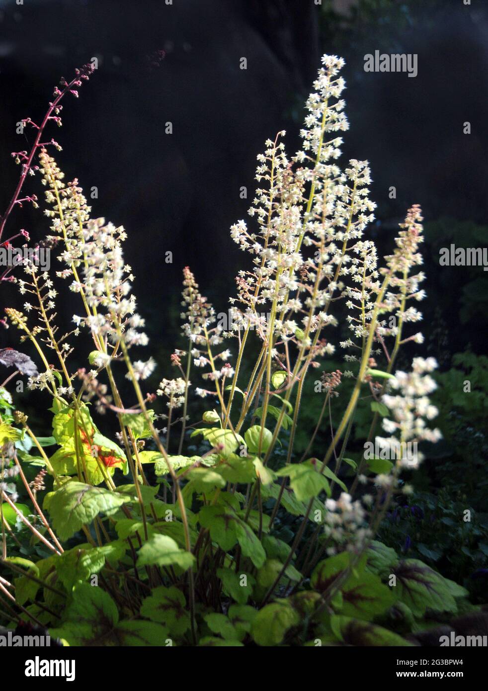 White stalky flower hi-res stock photography and images - Alamy