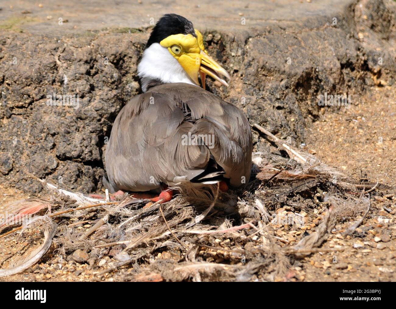 Lapwing on nest hi-res stock photography and images - Alamy