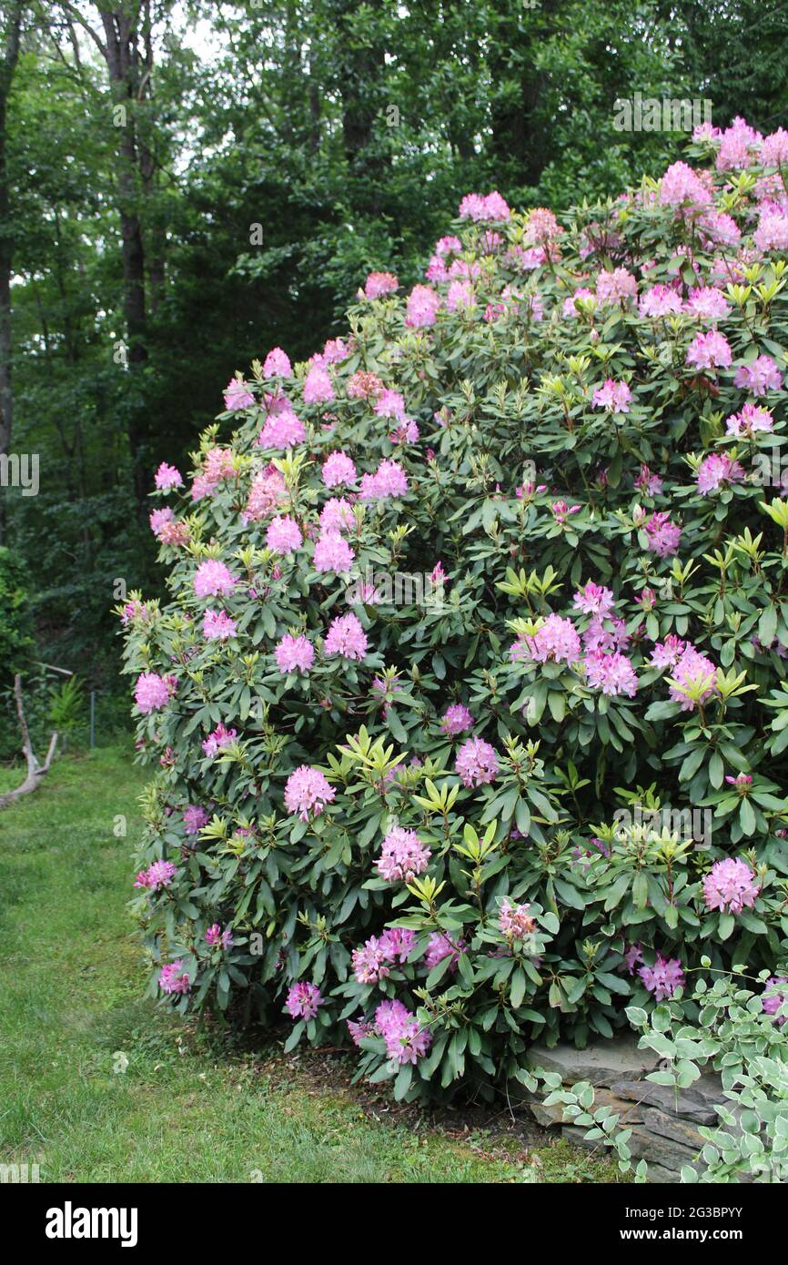 A Twenty Year Old Rhododendron Bush Stock Photo - Alamy