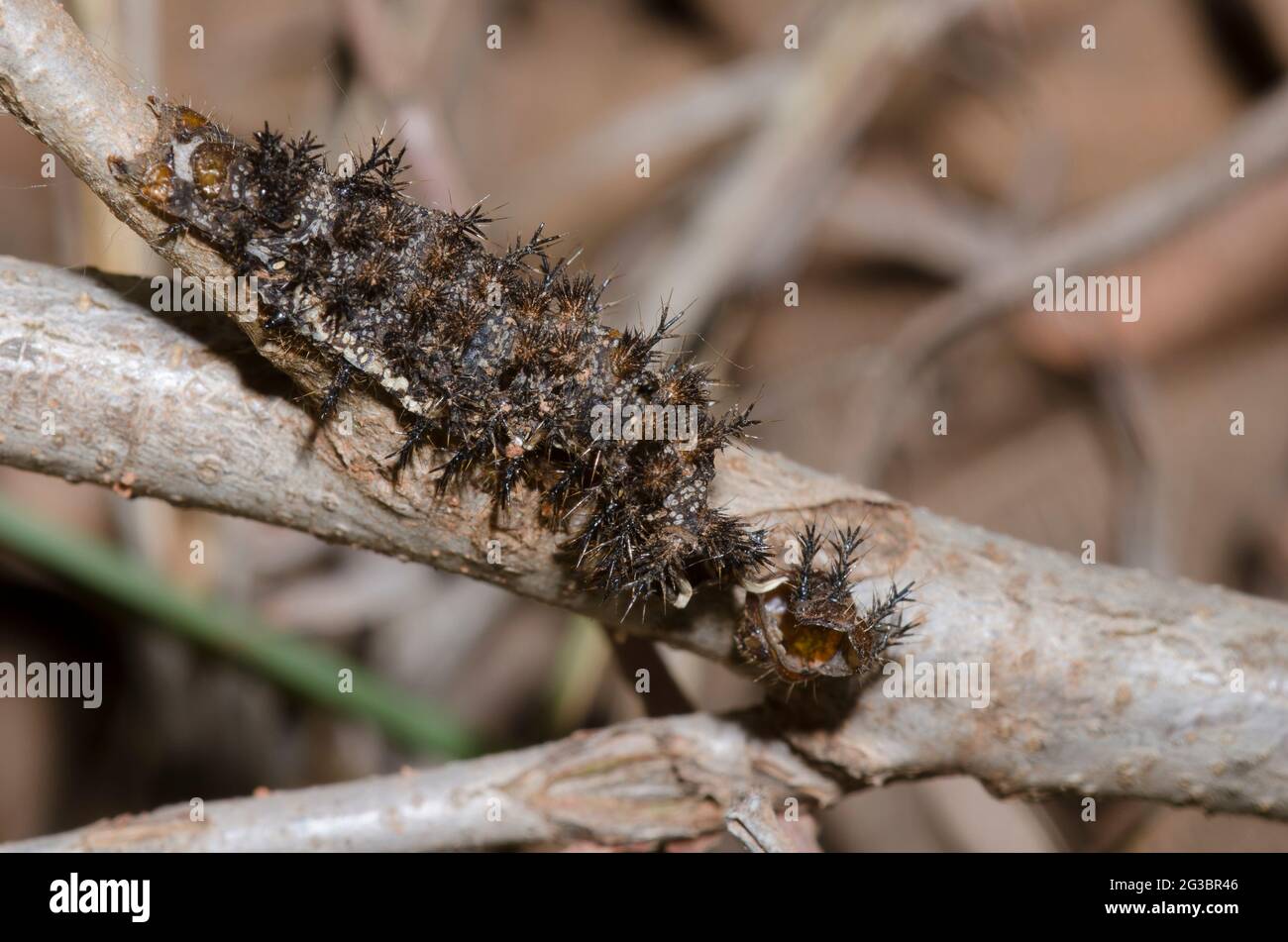 Slosser's Buckmoth, Hemileuca slosseri, exuvia on Havard Shin-oak ...