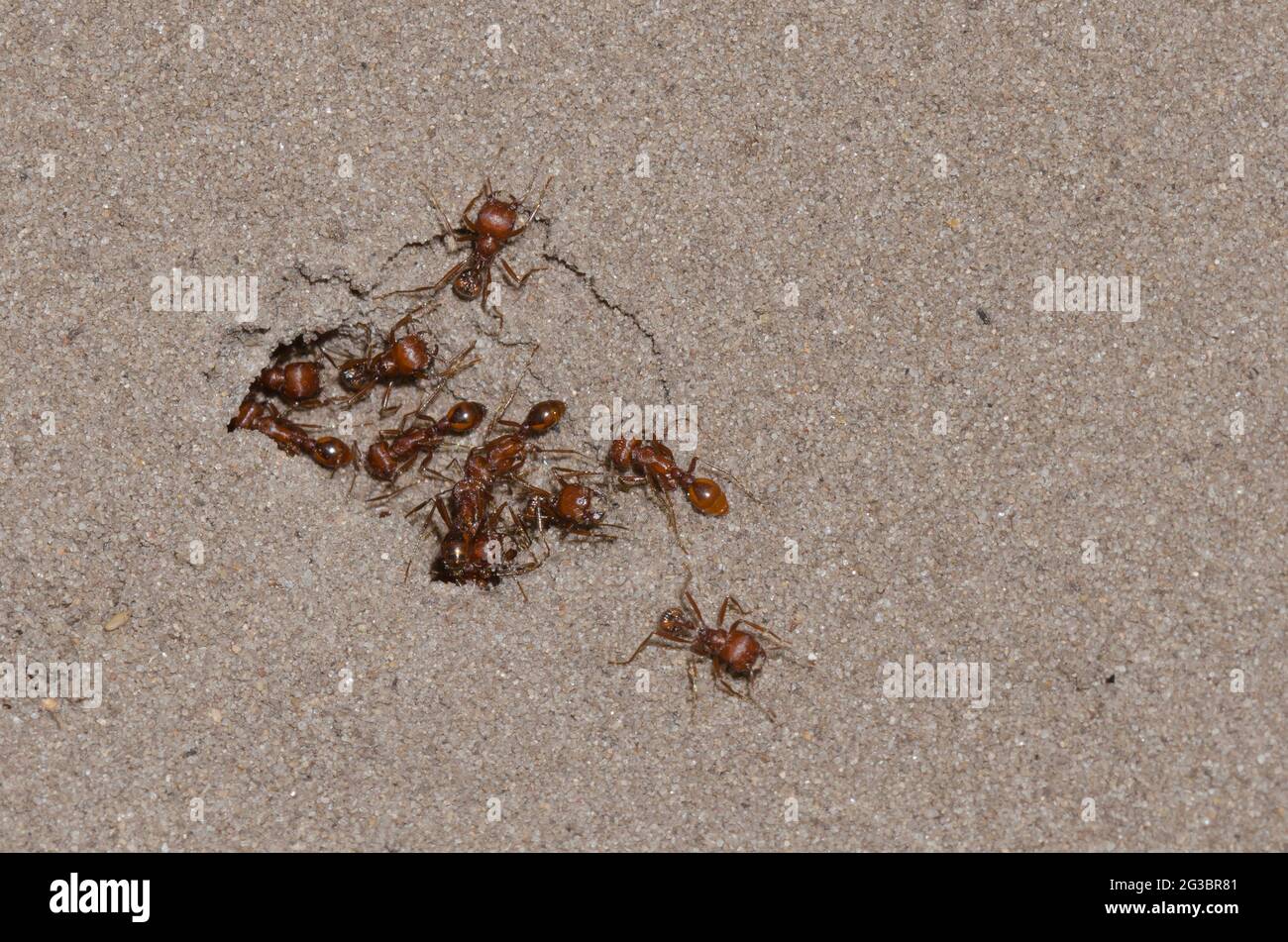 Harvester Ants, Pogonomyrmex sp., at nest entrance Stock Photo - Alamy