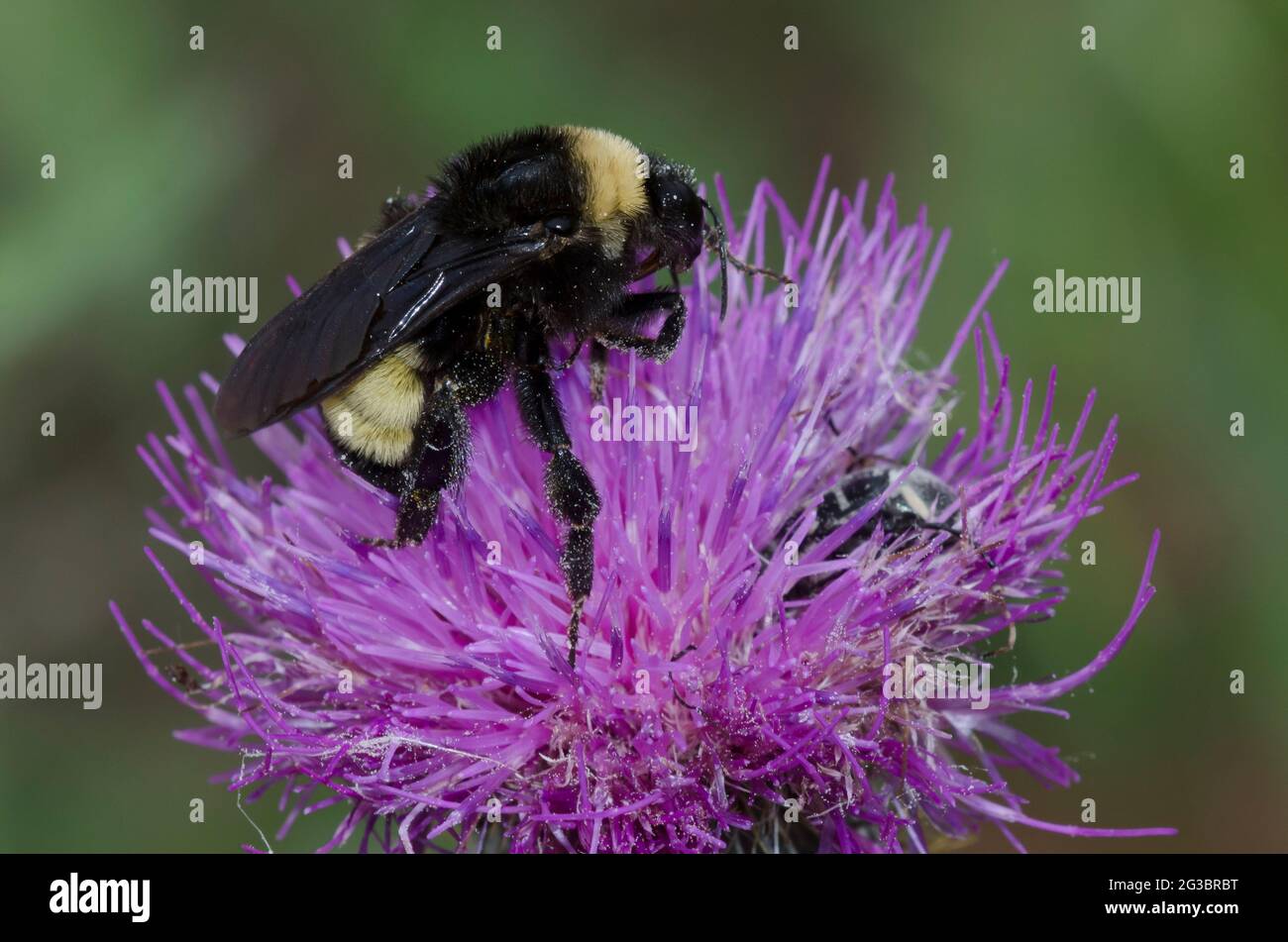 American bumble bee hi-res stock photography and images - Alamy