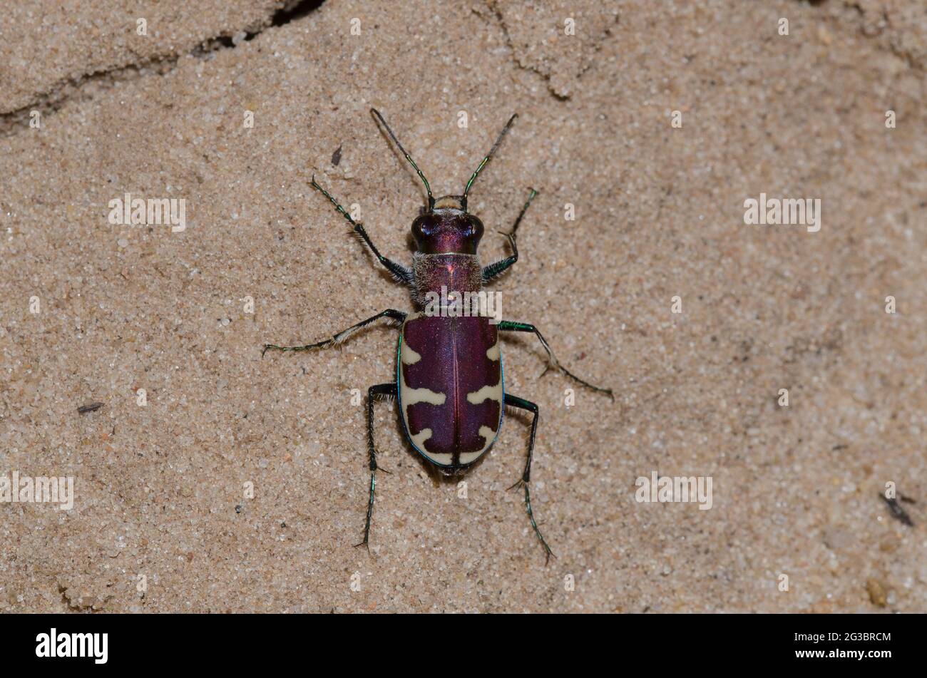 Big Sand Tiger Beetle, Cicindela formosa Stock Photo - Alamy