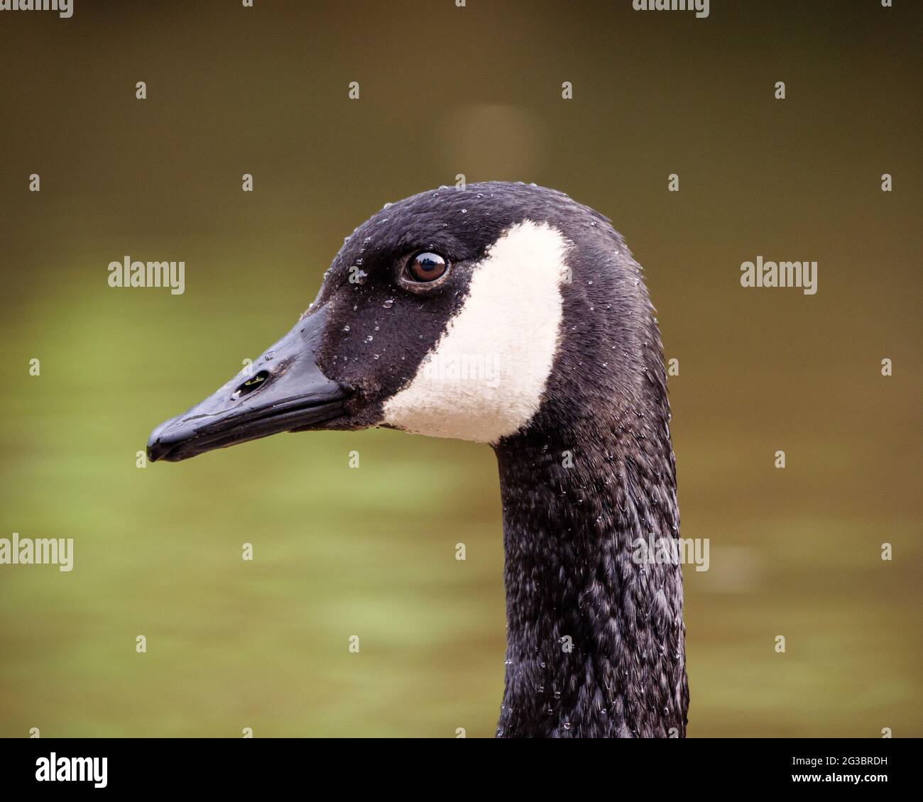 Barnacle goose leucopsis head hi-res stock photography and images - Alamy