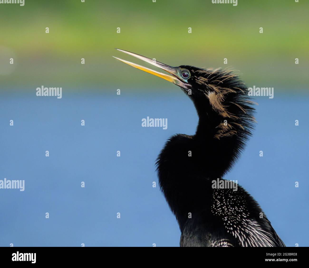 Closeup shot of a black anhinga bird Stock Photo - Alamy