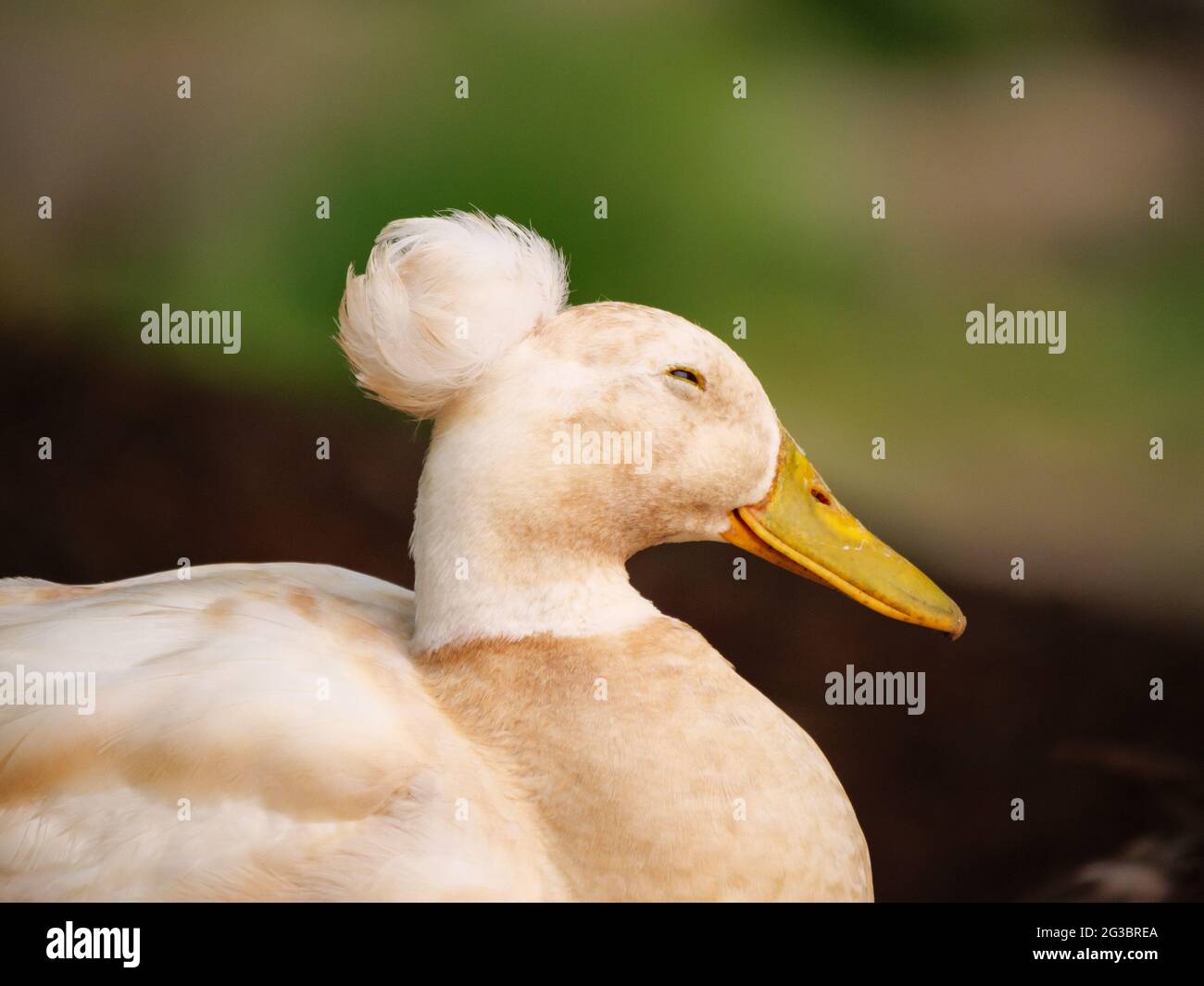 Crested duck breed hi-res stock photography and images - Alamy
