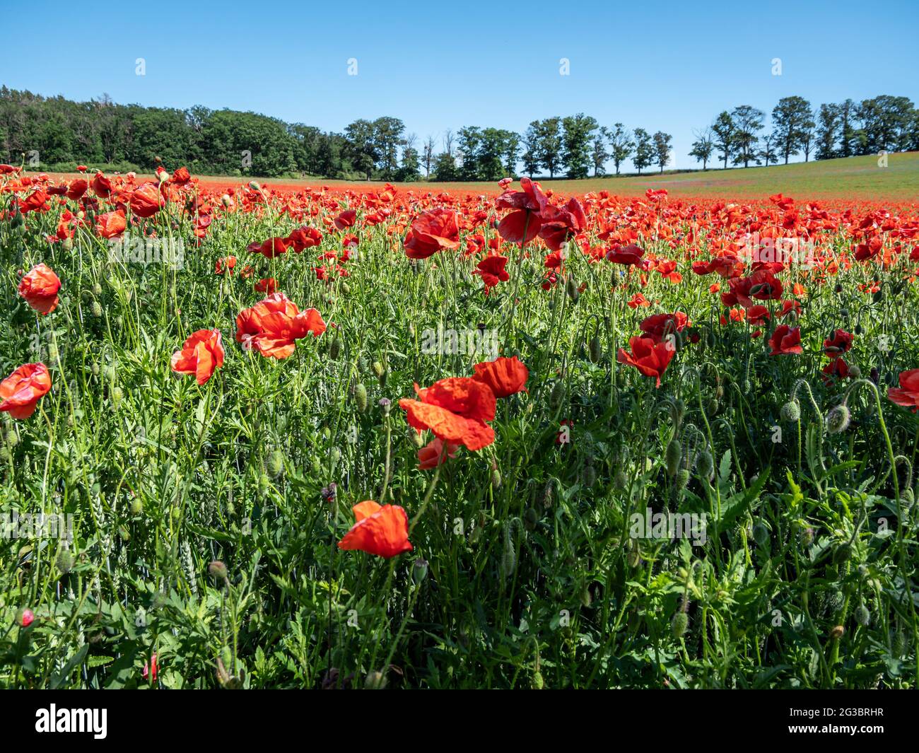 Poppy field blooms in the landscape Stock Photo - Alamy