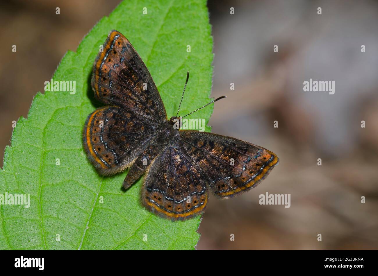 Northern Metalmark, Calephelis borealis Stock Photo - Alamy