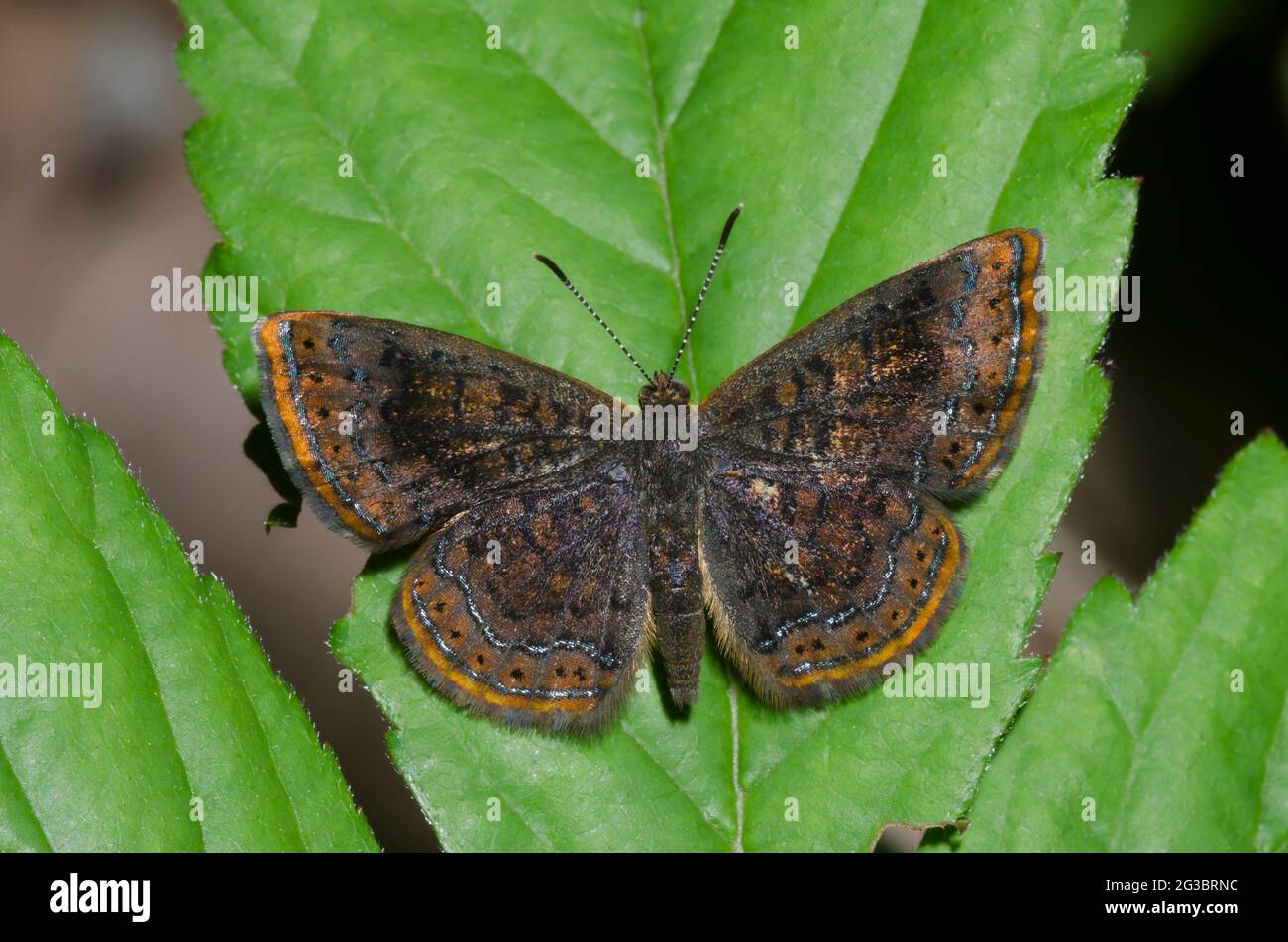 Metalmark butterfly hi-res stock photography and images - Alamy