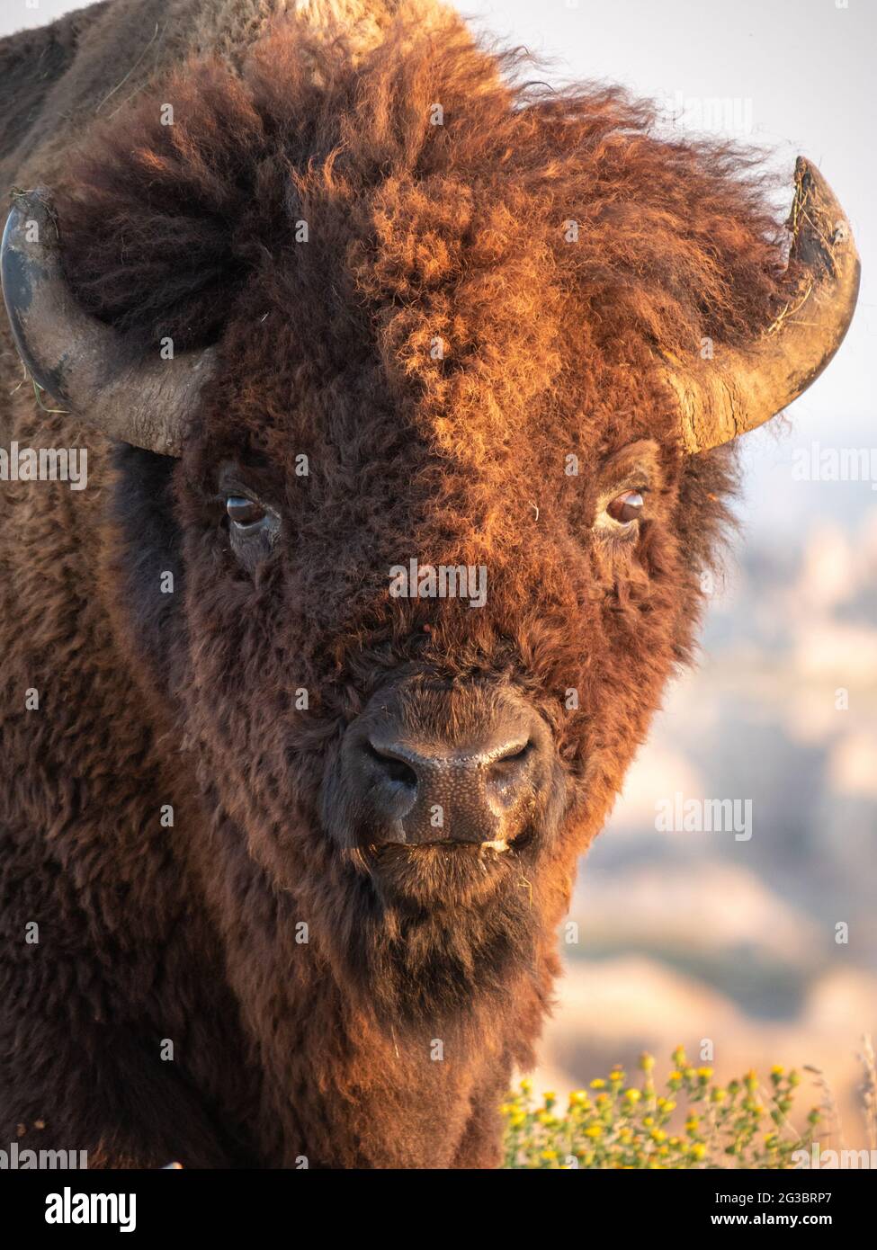 Closeup shot buffalo bison hi-res stock photography and images - Alamy