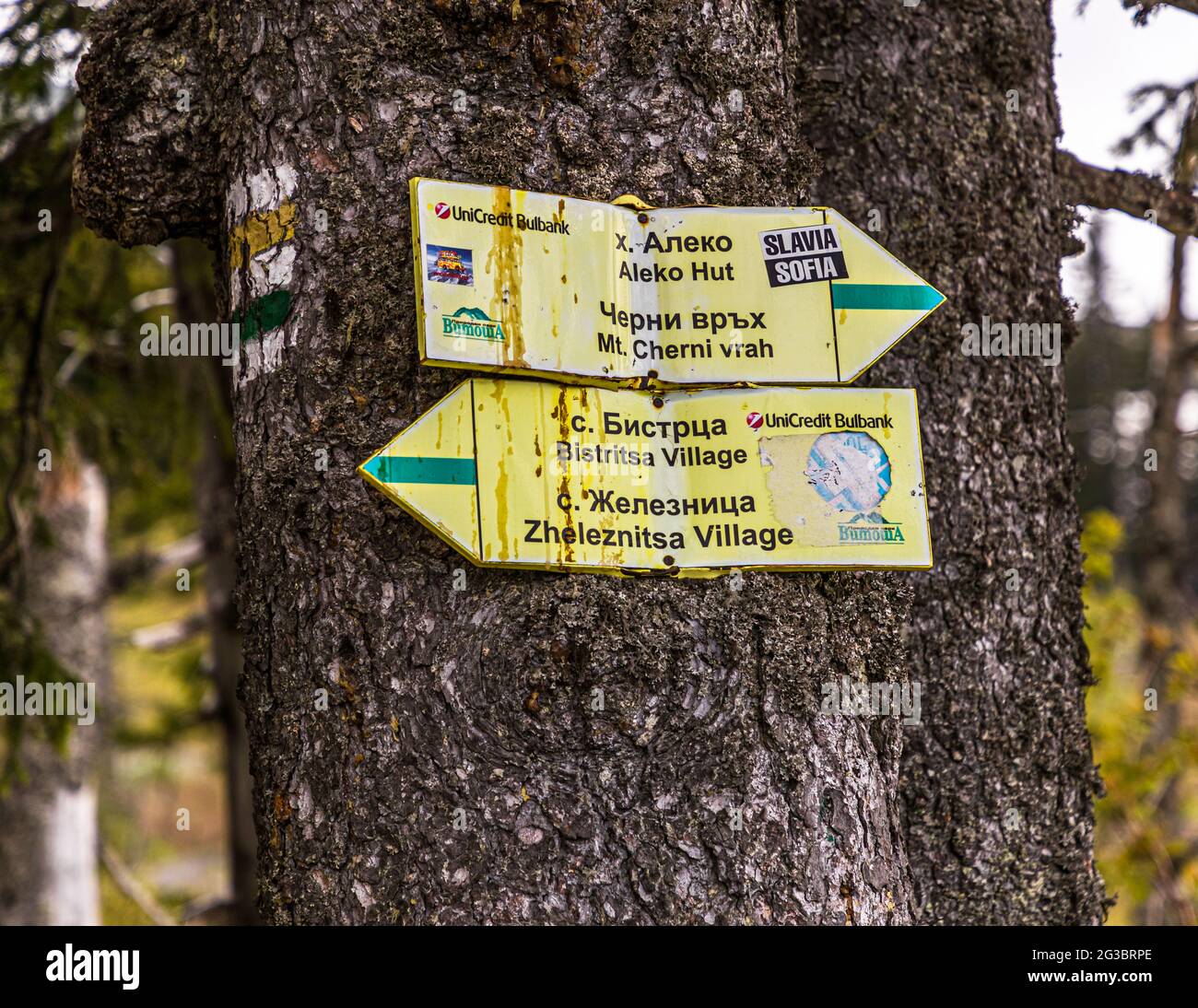 Hiking sign on a tree in the mountains above Sofia, Bulgaria Stock ...