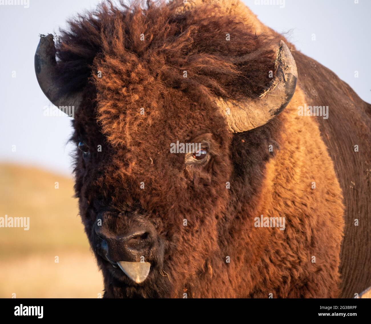 Closeup shot of a furry American bison Stock Photo - Alamy