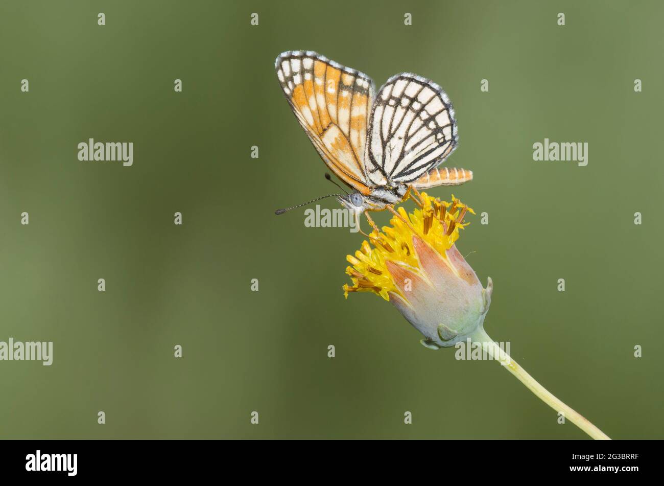Fulvia Checkerspot, Chlosyne fulvia, male nectaring from Hopi Tea ...