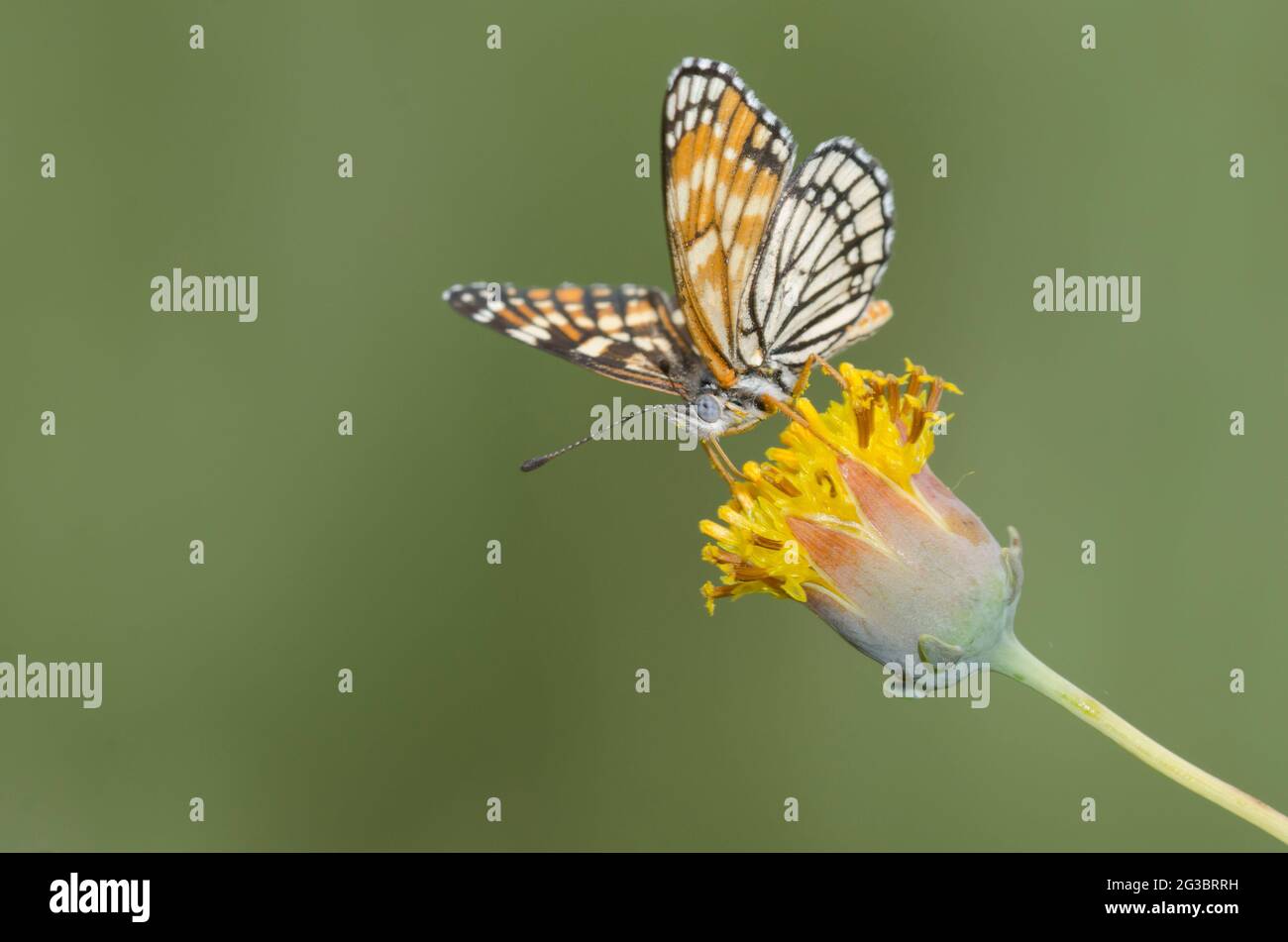 Fulvia Checkerspot, Chlosyne fulvia, male nectaring from Hopi Tea ...
