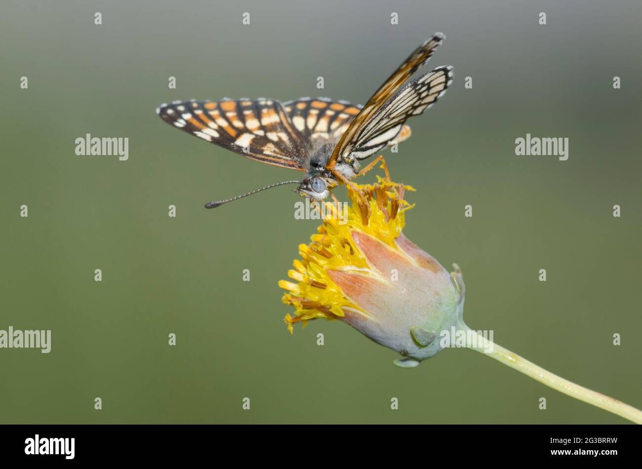 Fulvia Checkerspot, Chlosyne fulvia, male nectaring from Hopi Tea ...