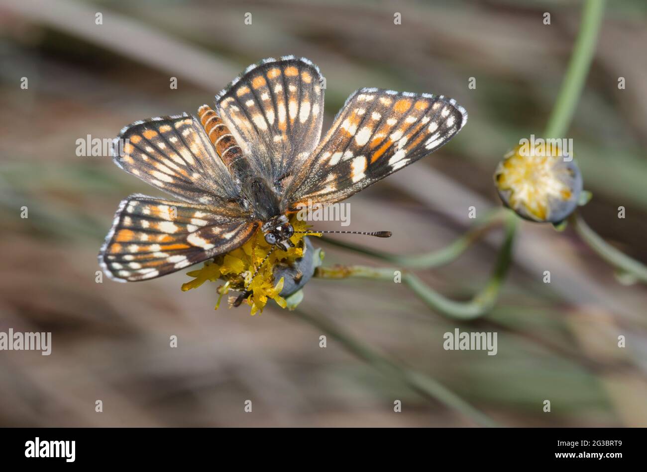Fulvia Checkerspot, Chlosyne fulvia, male nectaring from Hopi Tea ...