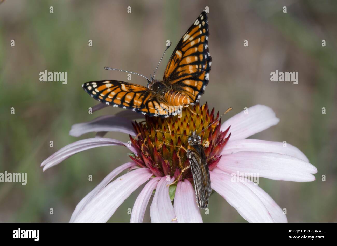 Fulvia checkerspot butterfly hi-res stock photography and images - Alamy