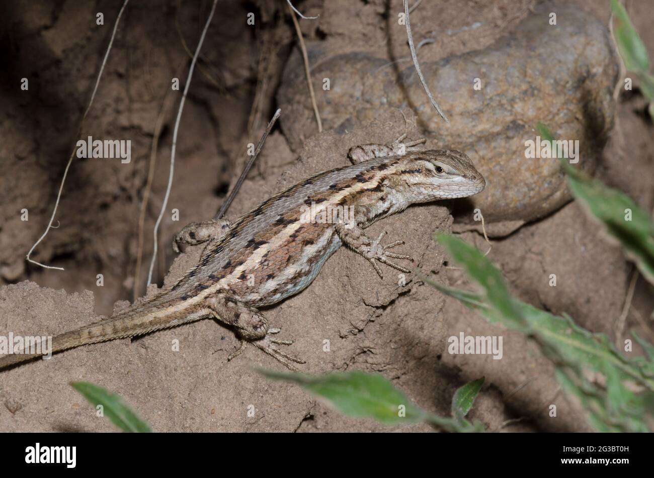 Fence Lizard, Sceloporus consobrinus Stock Photo - Alamy