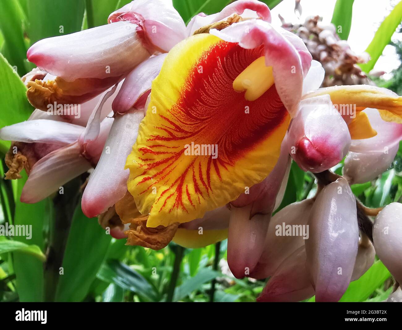 Closeup shot growing shell hi-res stock photography and images - Alamy
