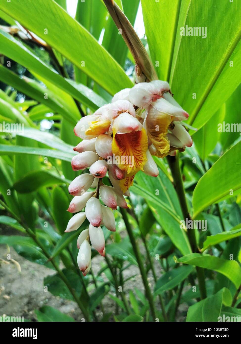 Closeup shot growing shell hi-res stock photography and images - Alamy