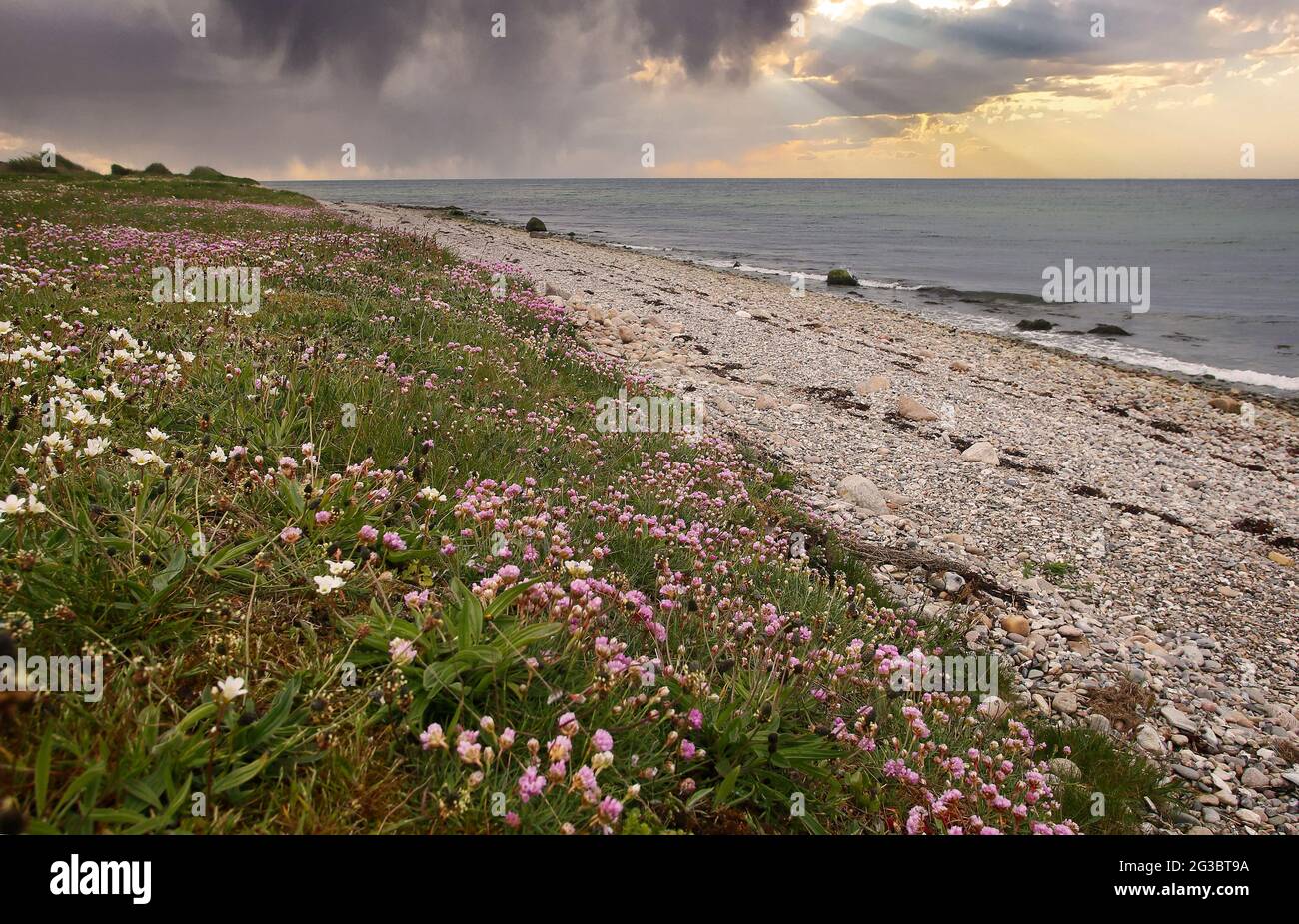 Pebble Beach at Samso Island, Denmark, Europe Stock Photo - Alamy