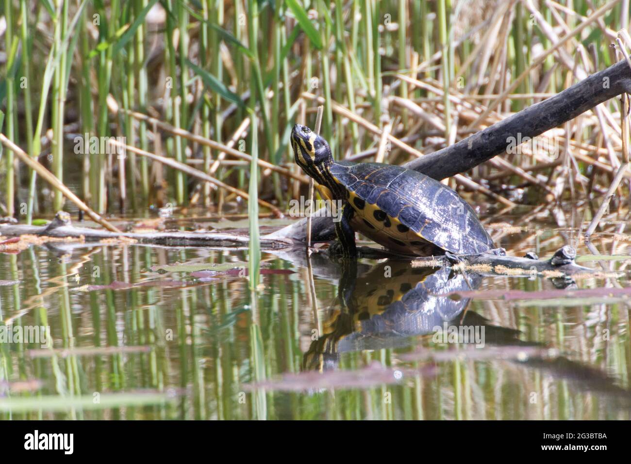 A Yellow-bellied slider (Trachemys scripta scripta) in the Ziegeleipark ...