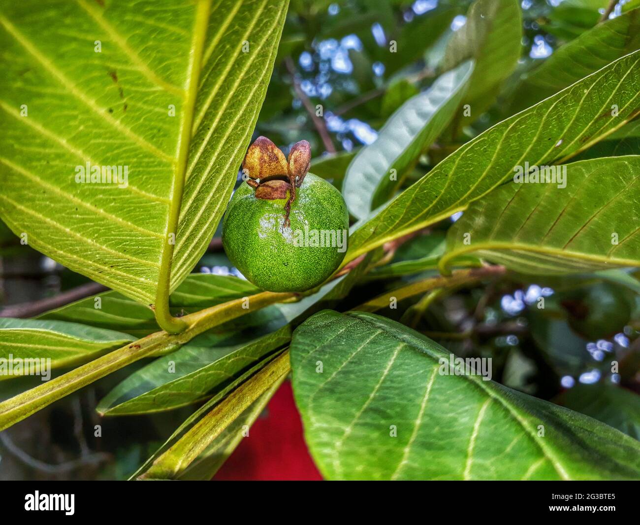 Organic green guava fruit growing on the tree in a small branch Stock ...