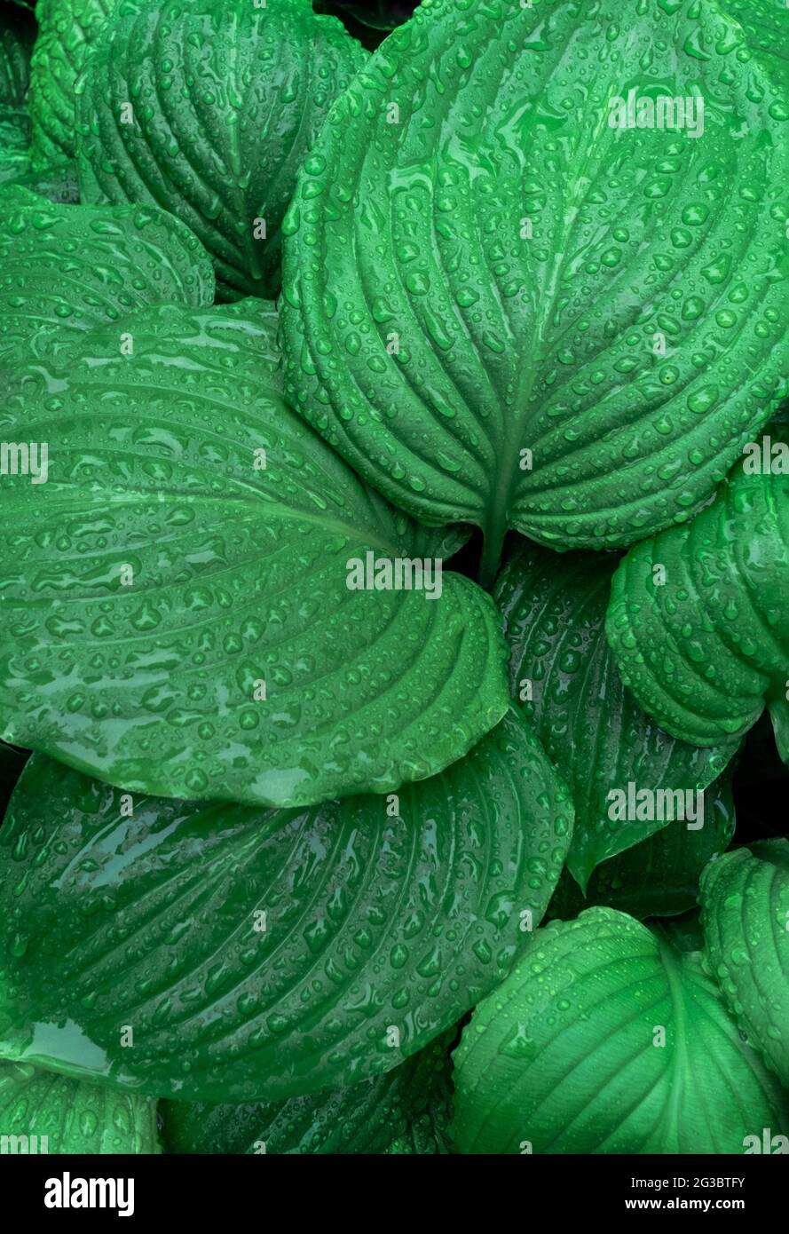 Green branch with raindrops on the leaves, tropical weather Stock Photo ...