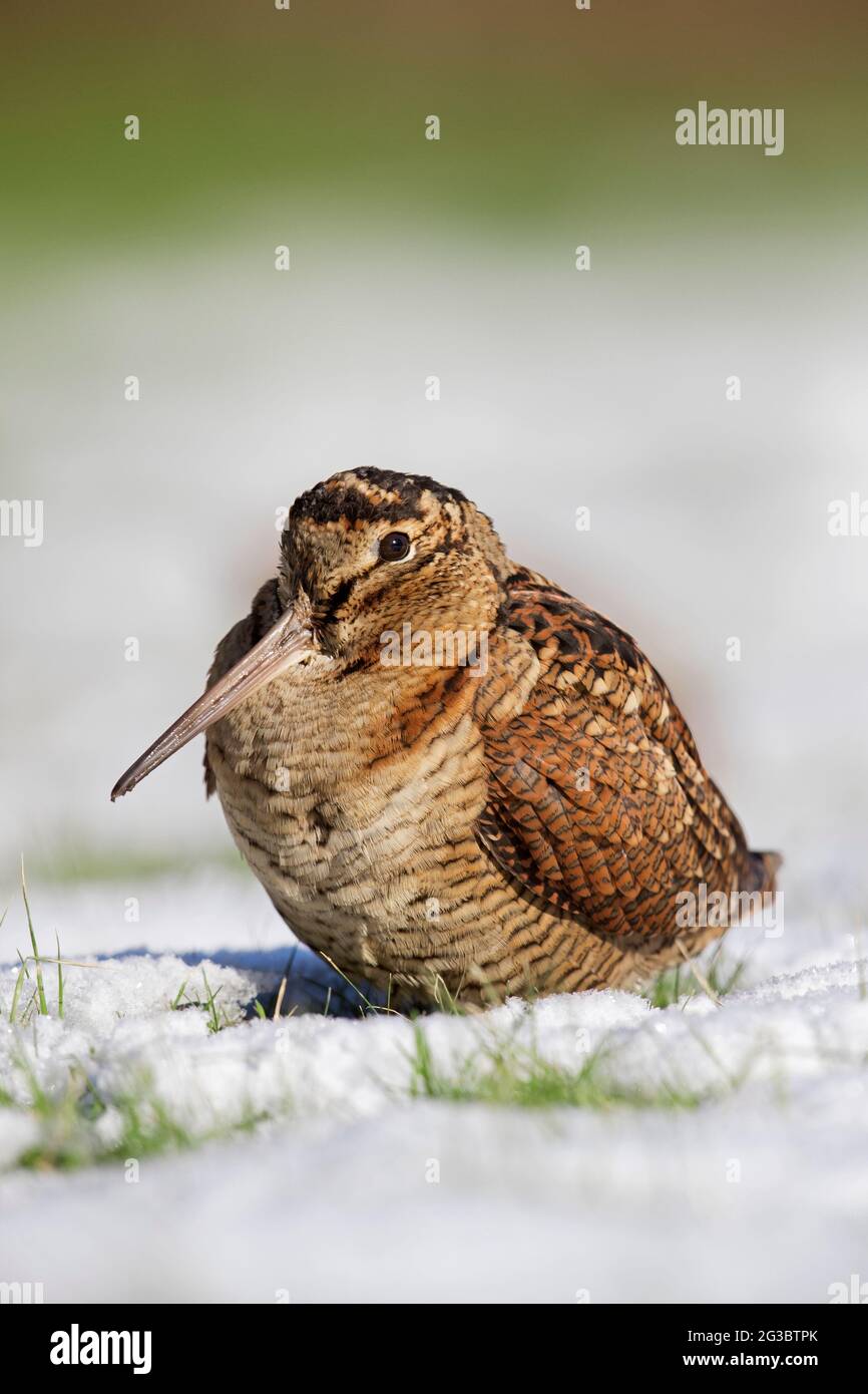 Eurasian woodcock (Scolopax rusticola) foraging in snow covered meadow ...
