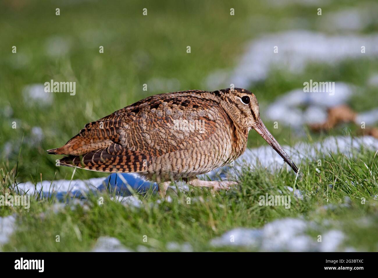 Eurasian woodcock (Scolopax rusticola) foraging in meadow in winter ...
